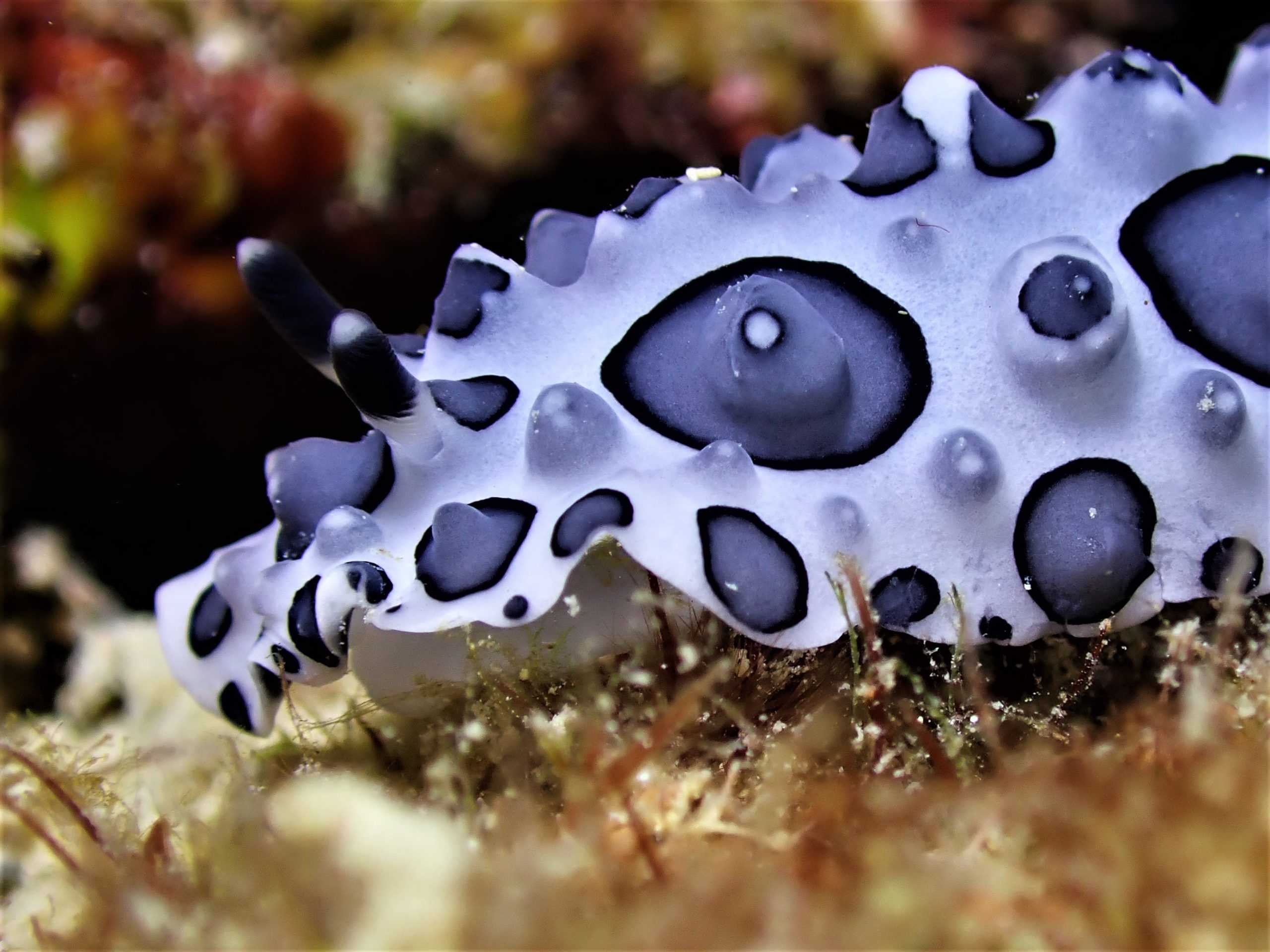 MACRO CREATURES - Scubacuba.ca